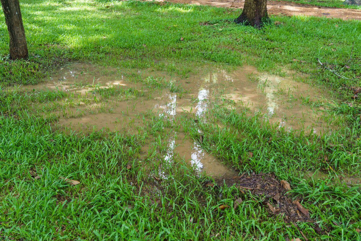 Caring for Your Lawn After Heavy Rain with Essential Lawn Care Tips